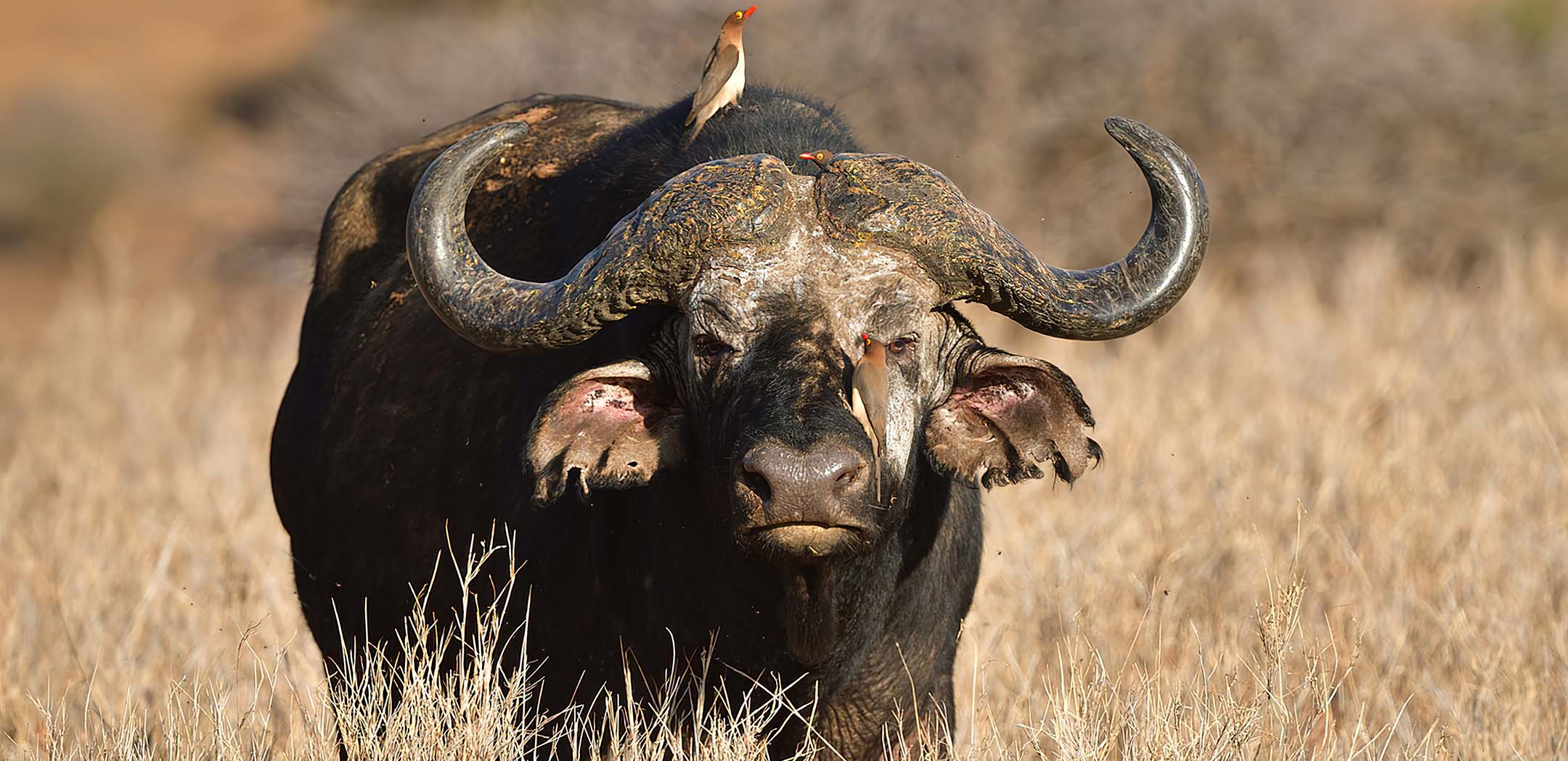 Mbogo safaris – Mbogo safaris